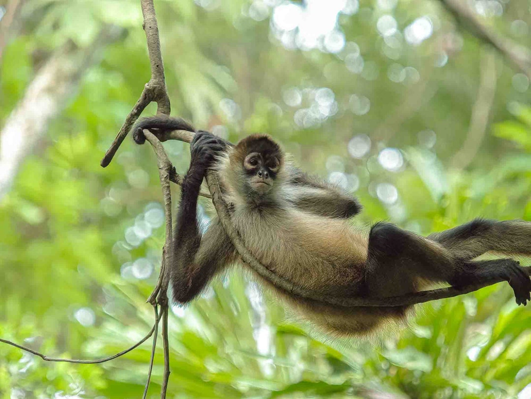 Poster Spider Monkey No1 - Etsy