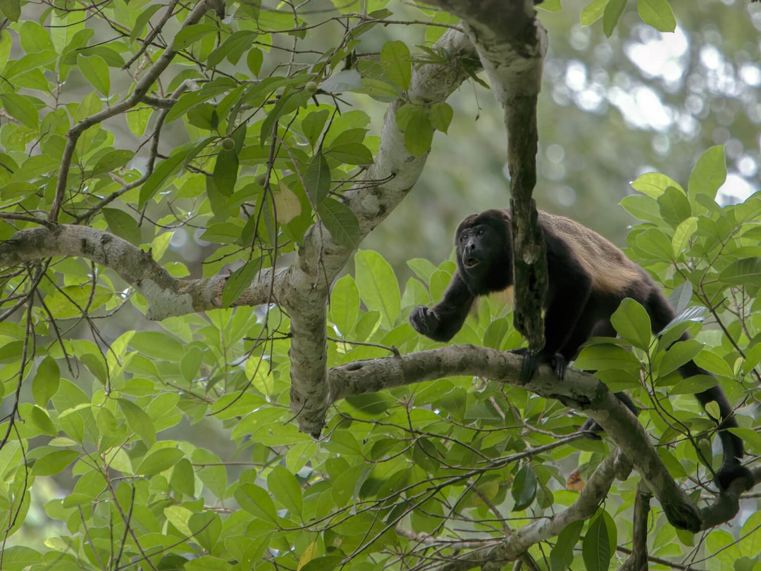 Poster Howler Monkey No2 - Etsy