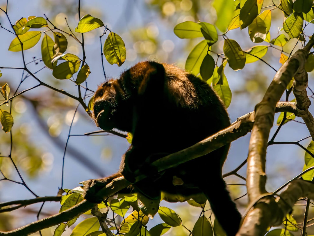 Poster Howler Monkey No4 - Etsy