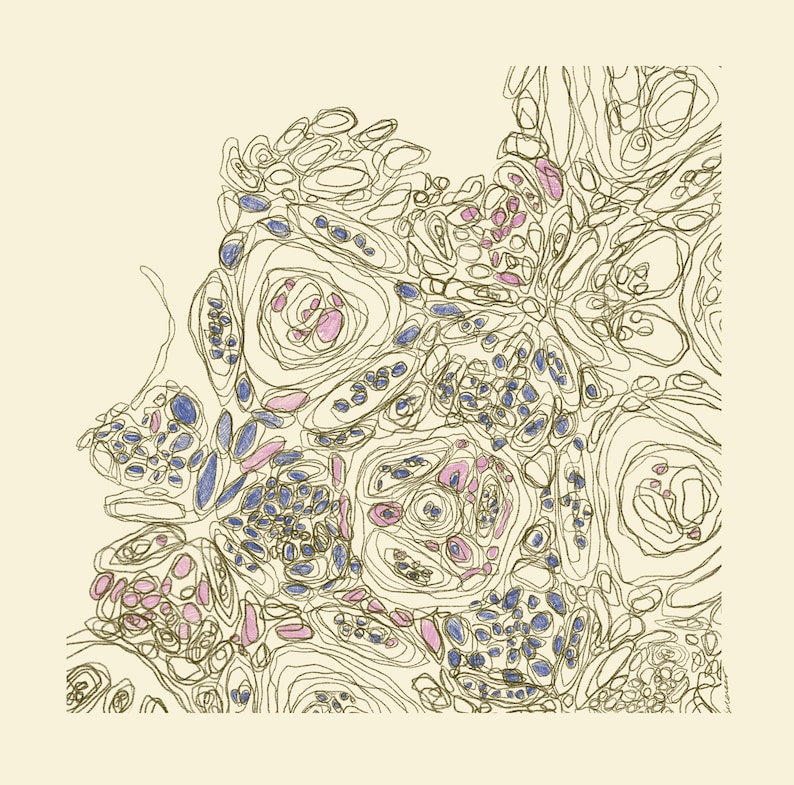 Hermaphrodite Download Downloadable Printable Artwork Cells Microscopic Illustration Drawing ...