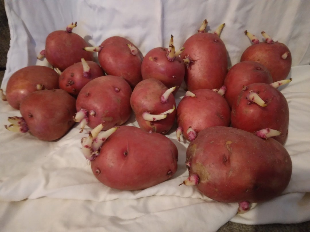 Organic Home Grown Idaho Red Potatoes - Etsy