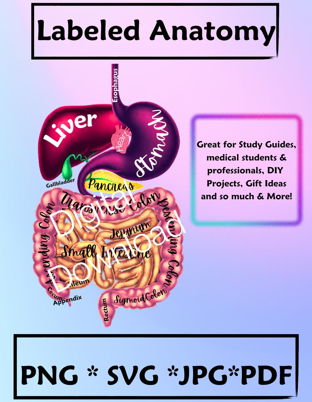 Human Digestive System Digital Download/human Labeled Anatomy Digital ...