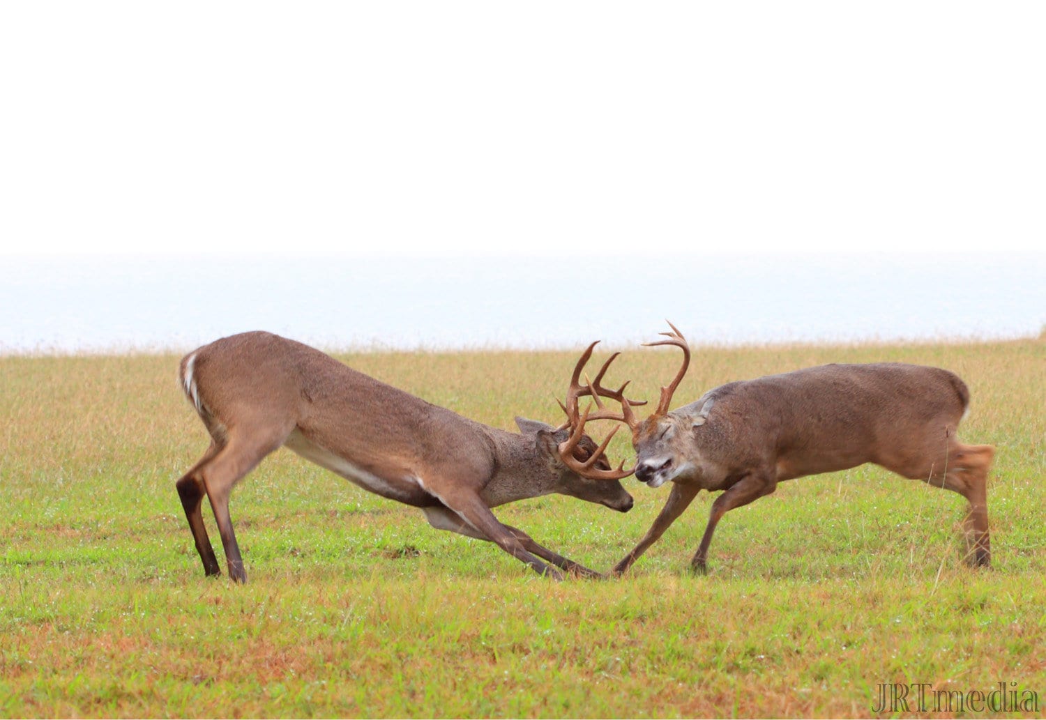 White Tailed Deer Buck Fighting