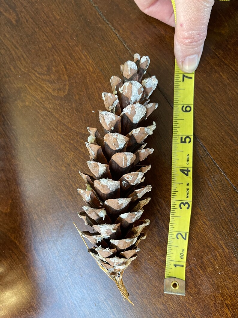 Fresh Pine Cones - Etsy