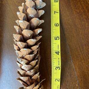 Fresh Pine Cones - Etsy