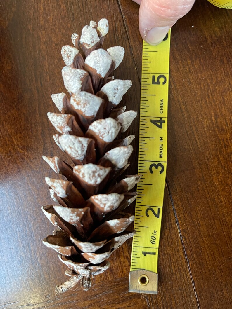 Fresh Pine Cones - Etsy