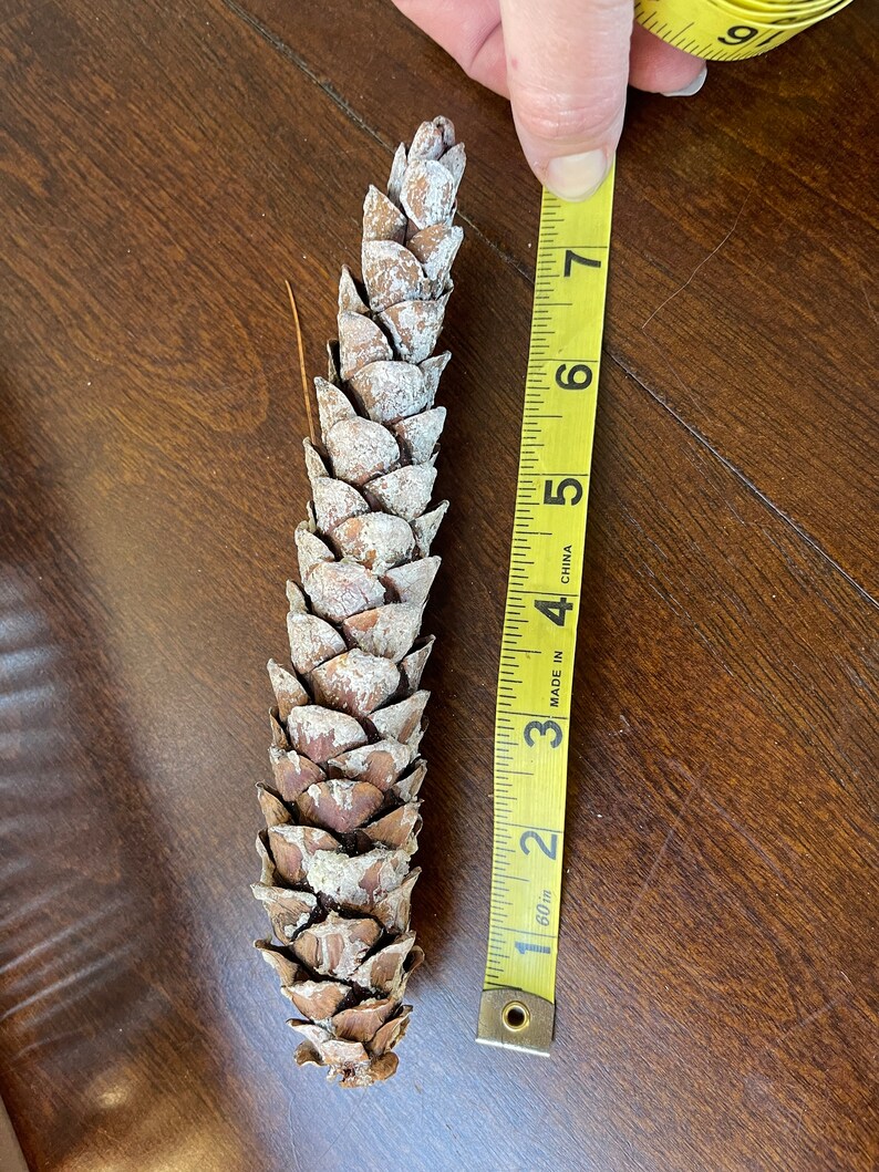 Fresh Pine Cones - Etsy