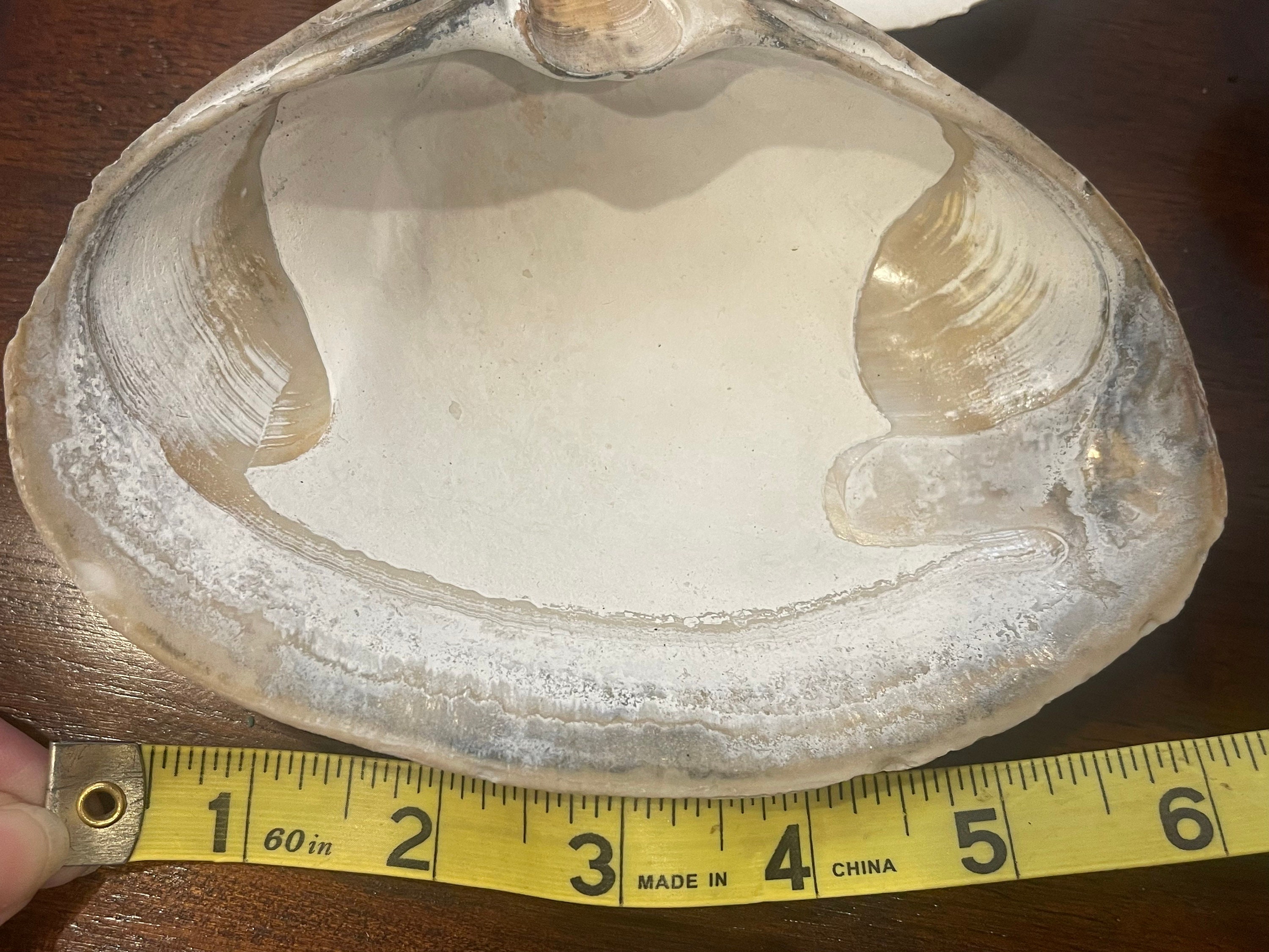 6 Large Sea Clam Shells - Etsy