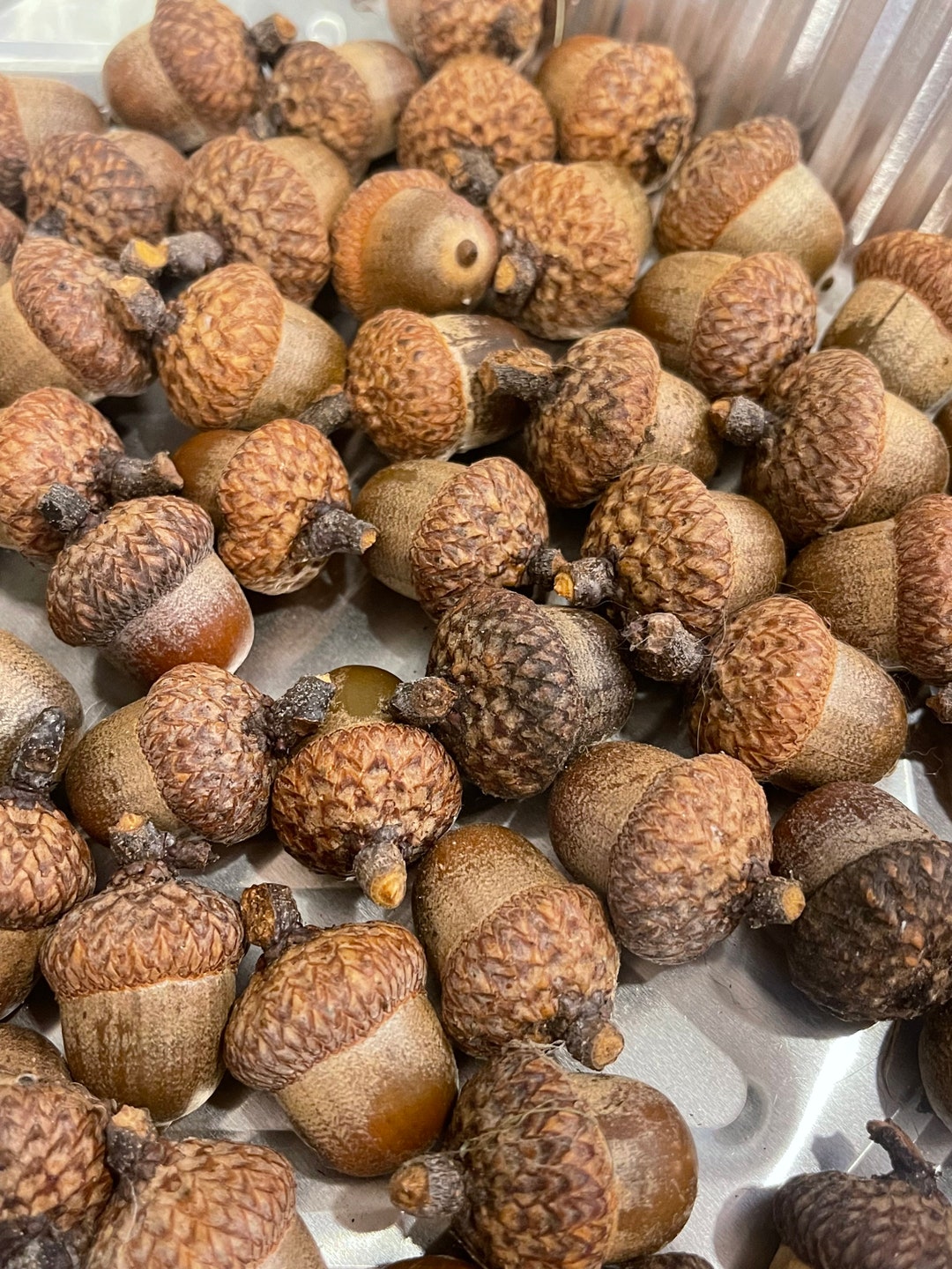 Acorns With Caps for Sale - Etsy