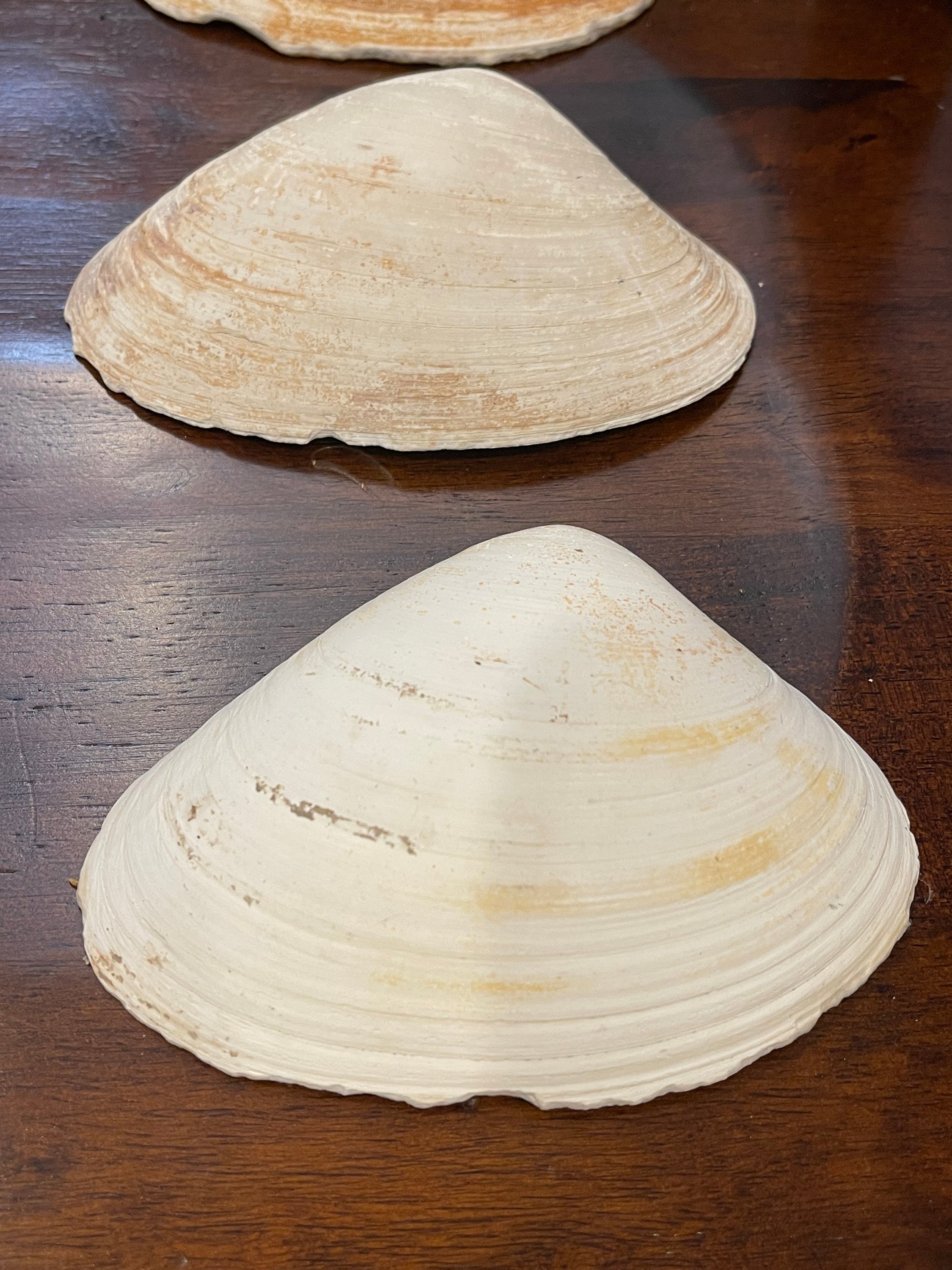 6 Large Sea Clam Shells - Etsy