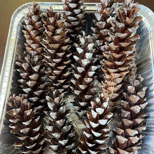 Fresh Pine Cones - Etsy