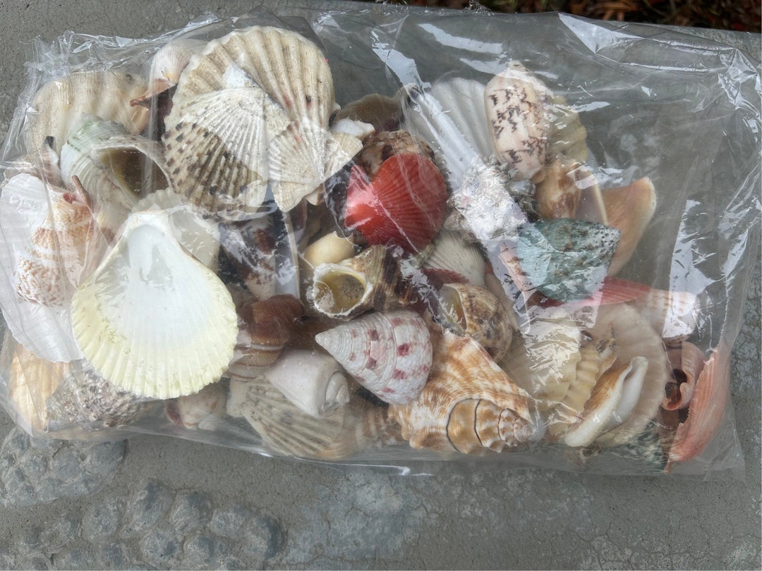 Huge Bag of Exotic Seashells - Etsy