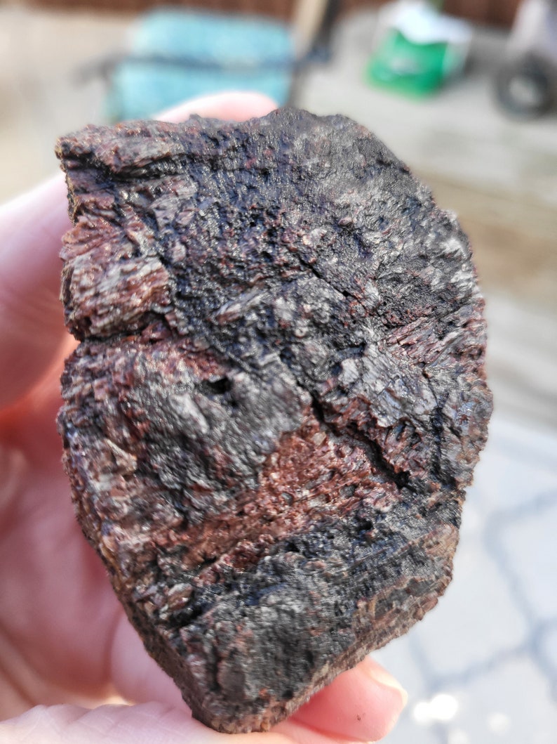 Genuine Dinosaur Bone, Authentic Fossil, Fossil Specimen, Science ...