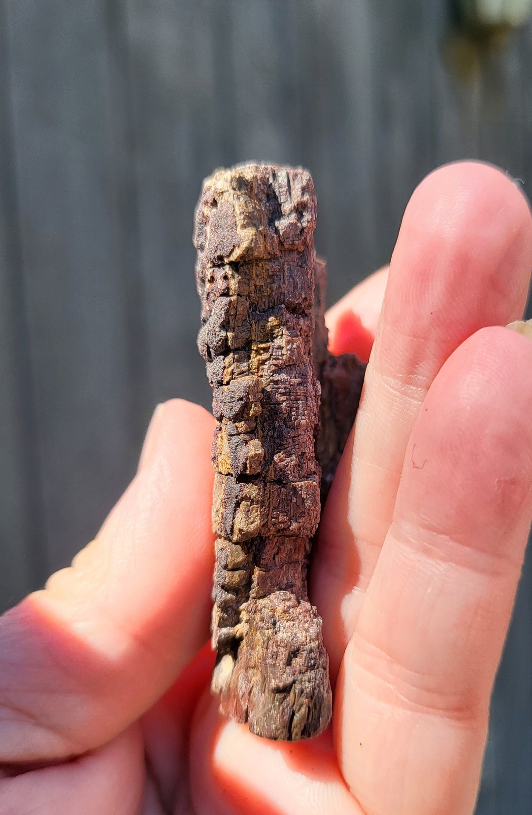 Dinosaur Bone Specimen Display Piece Dinobone - Etsy