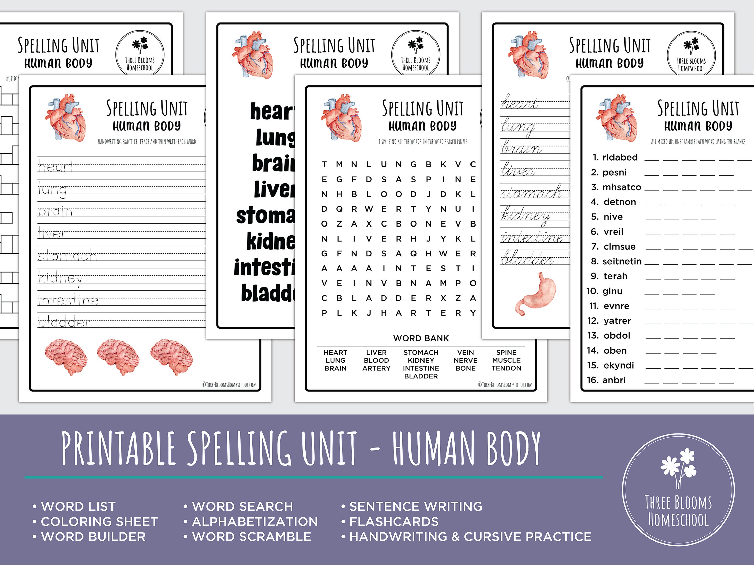 Human Body Spelling Unit: Homeschool Printable Worksheets (digital ...