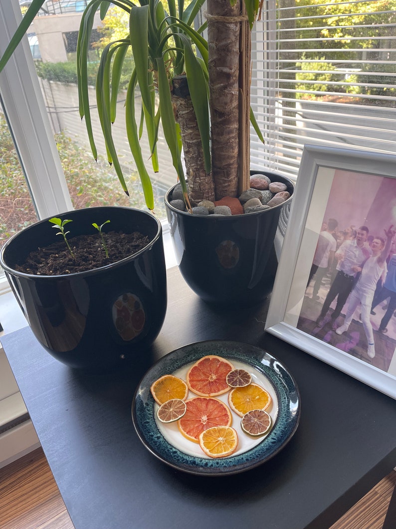 Dehydrated Citrus Box - 80+ Piece Dried Citrus Fruit - Dried Lemon ...