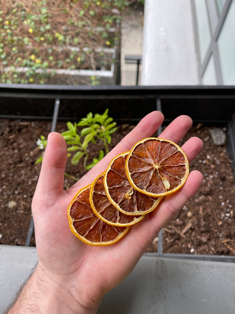 Dried Lemon - Dry Lemon - Dehydrated Lemon - Potpourri - Gift - Candle ...