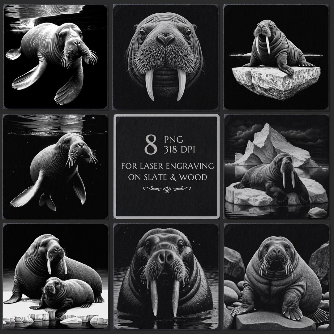 Walrus Bundle, Laser Engraving PNG Files, Cute Walrus, Slate Coaster ...
