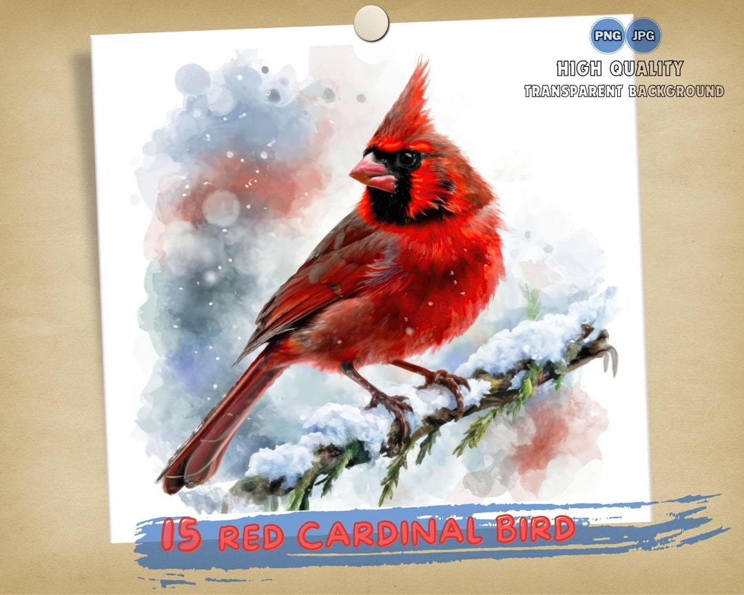 15 Red Cardinal Bird Clipart - Bird Clipart PNG - Bird Illustration ...