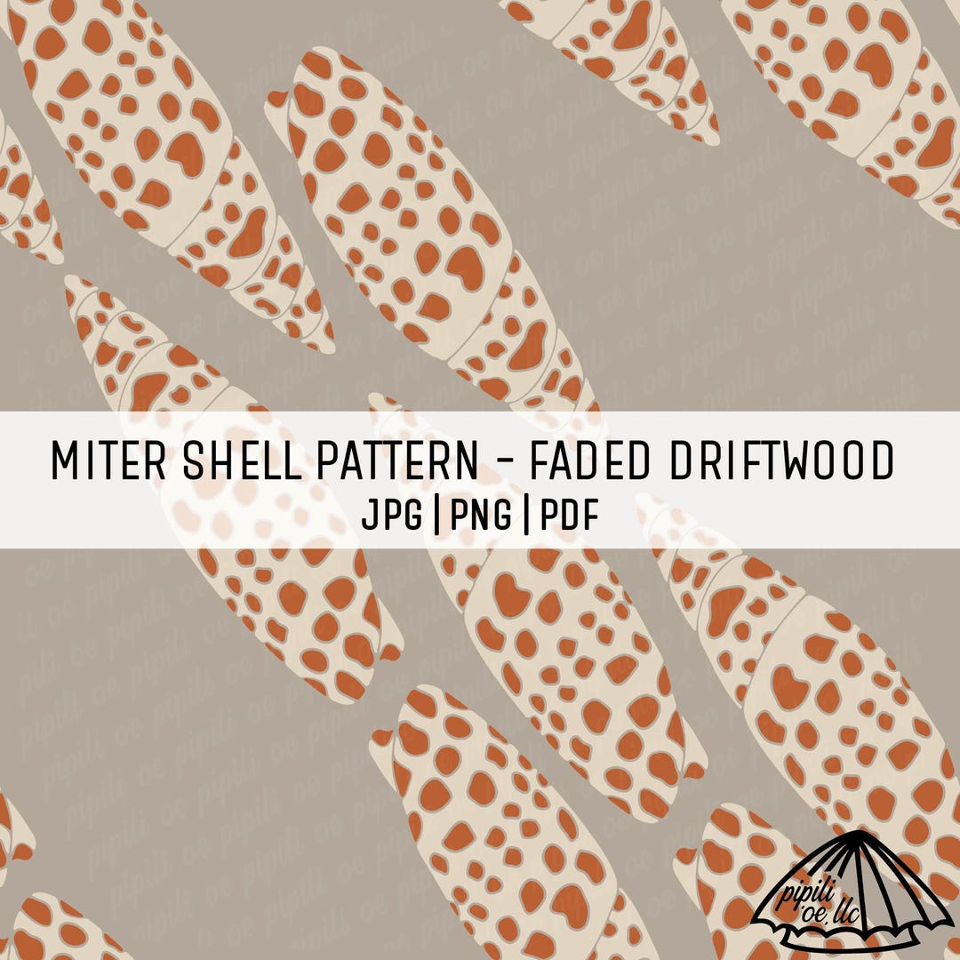 Miter Shell Pattern With Faded Driftwood Background - Beach Shell ...