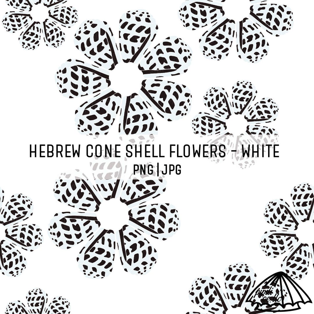 Hebrew Cone Shell Flowers White Sea Shell Pattern Seamless Pattern for ...