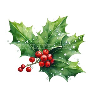 Watercolor Christmas Glossy Holly,clipart - 18 High Quality Pngs, Merry ...