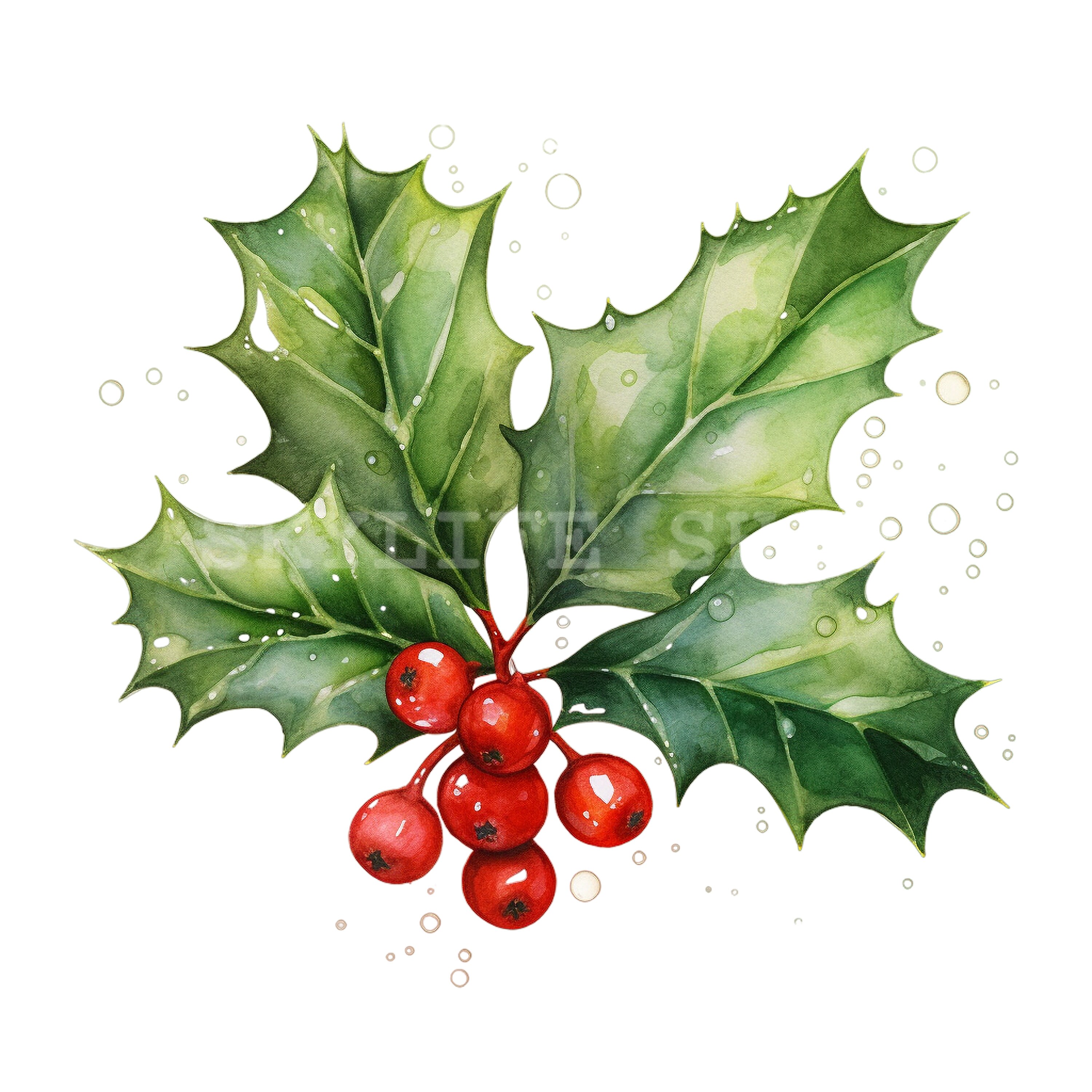 Watercolor Christmas Glossy Holly,clipart - 18 High Quality Pngs, Merry ...