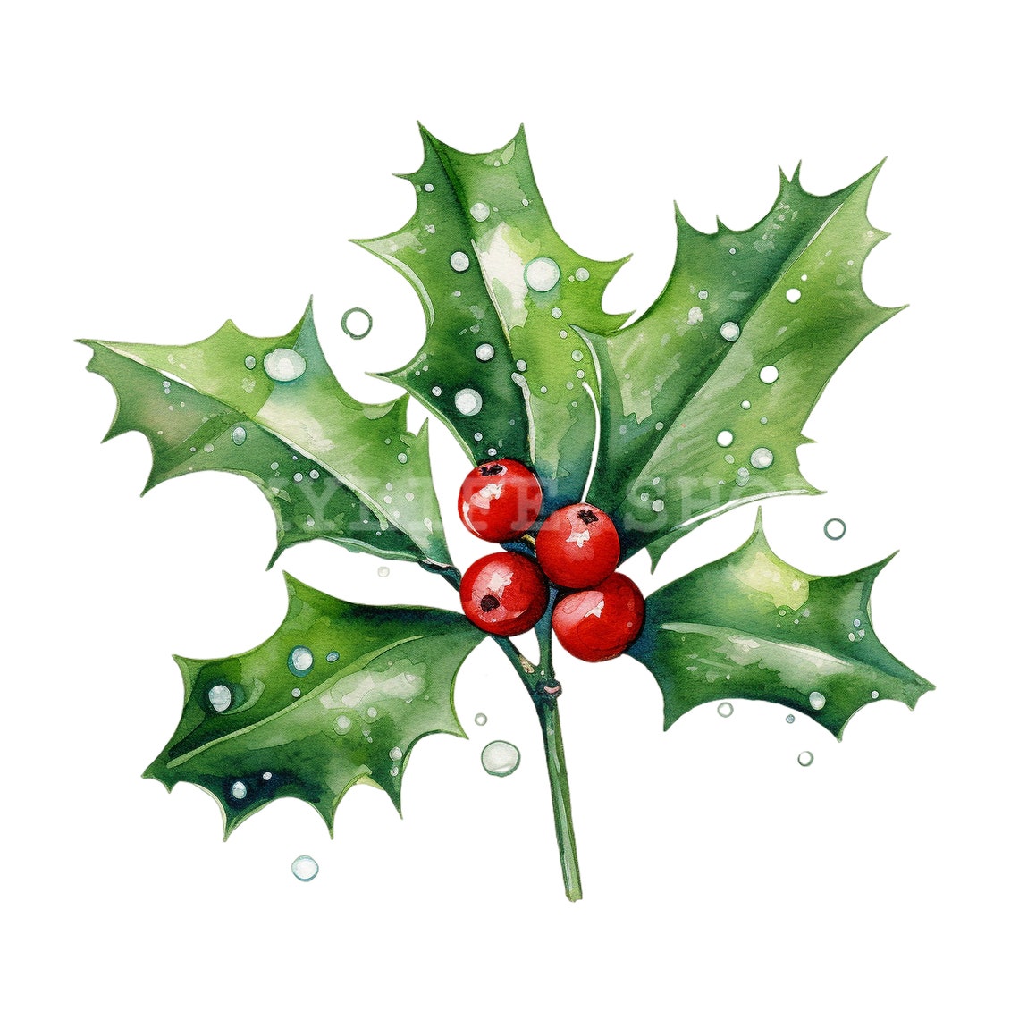 Watercolor Christmas Glossy Holly,clipart 18 High Quality Pngs, Merry ...