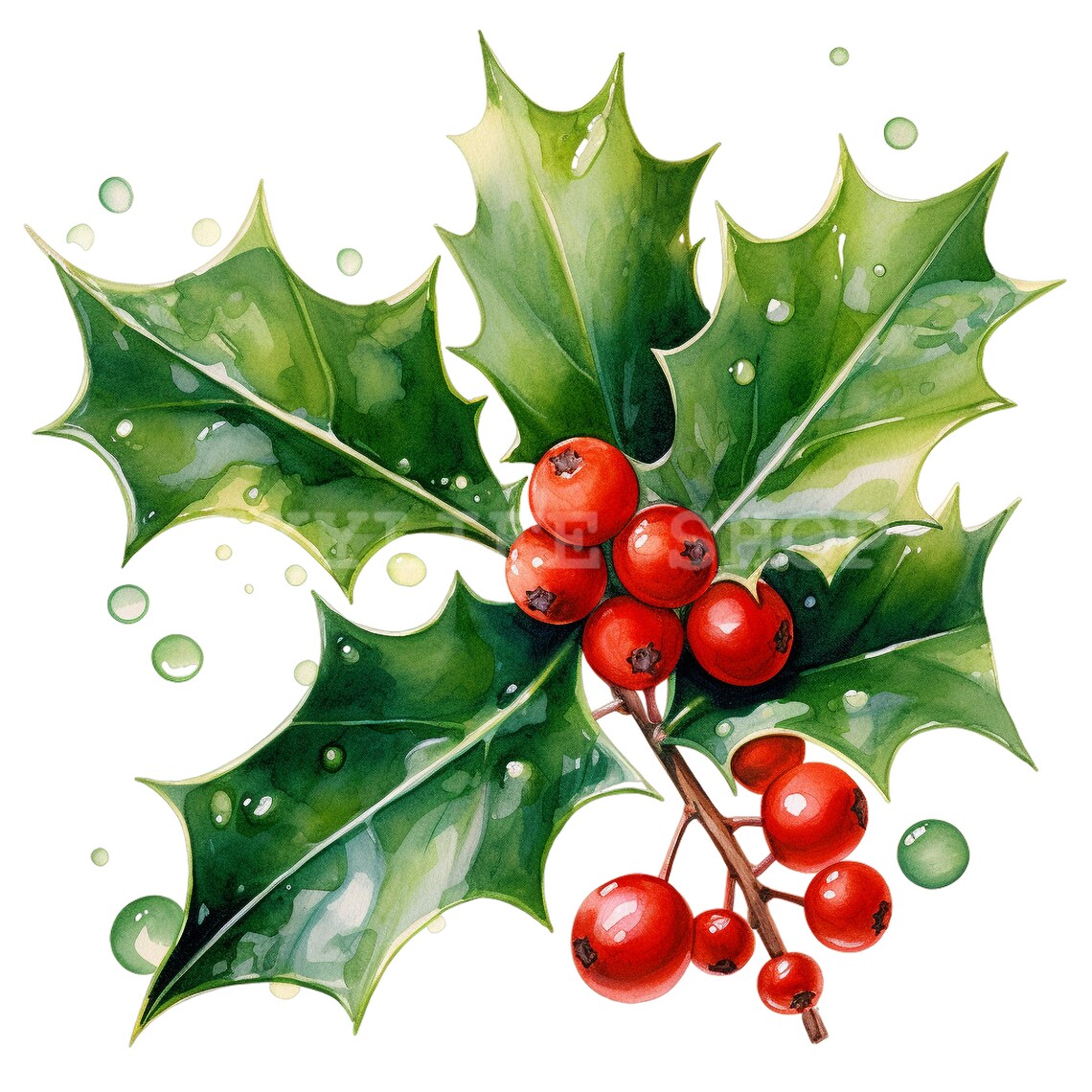 Watercolor Christmas Glossy Holly,clipart - 18 High Quality Pngs, Merry ...
