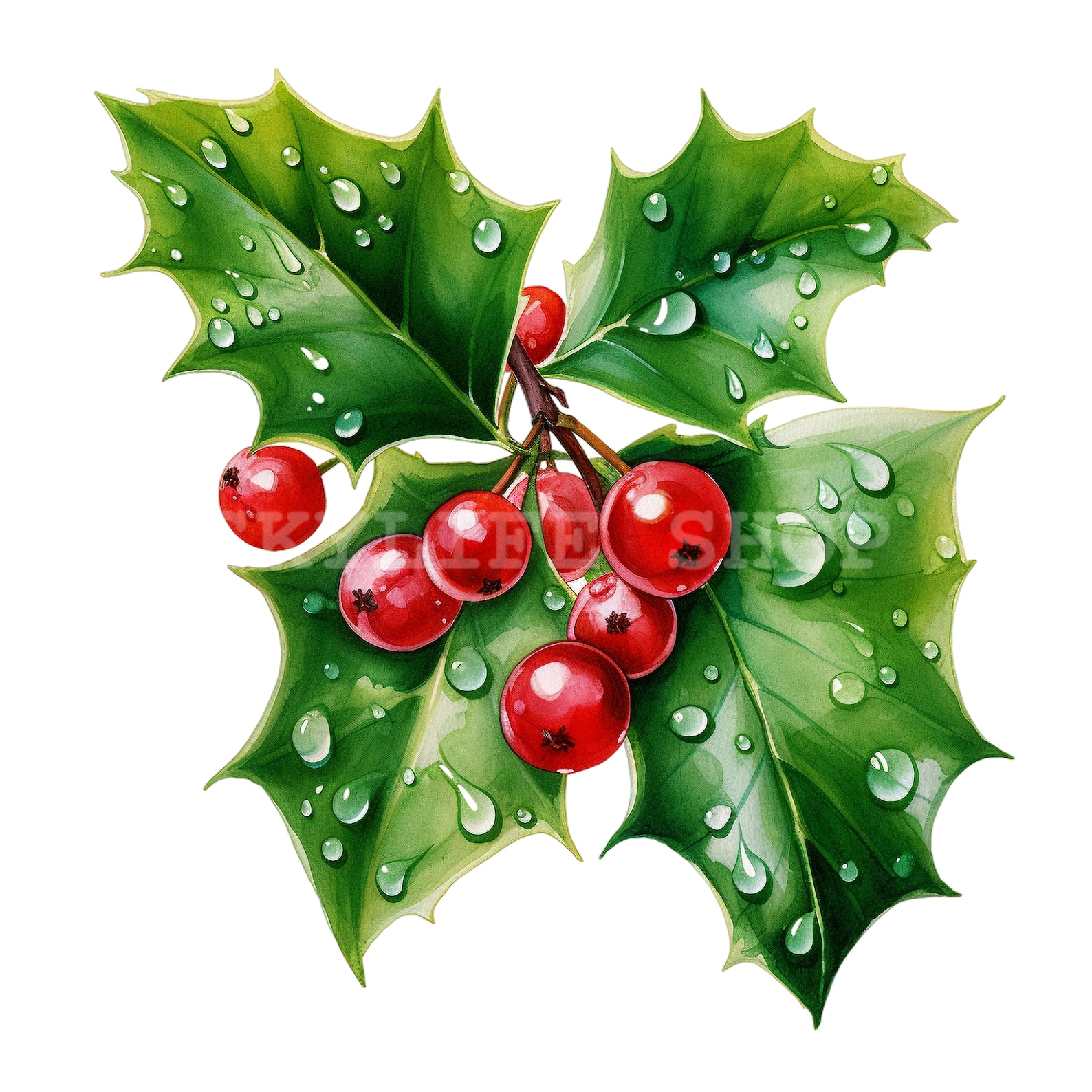 Watercolor Christmas Glossy Holly,clipart 18 High Quality Pngs, Merry ...