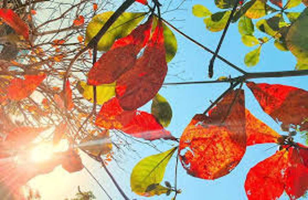 The Poem "the Fire Stove" is an Affirmation and Praise for the Love ...