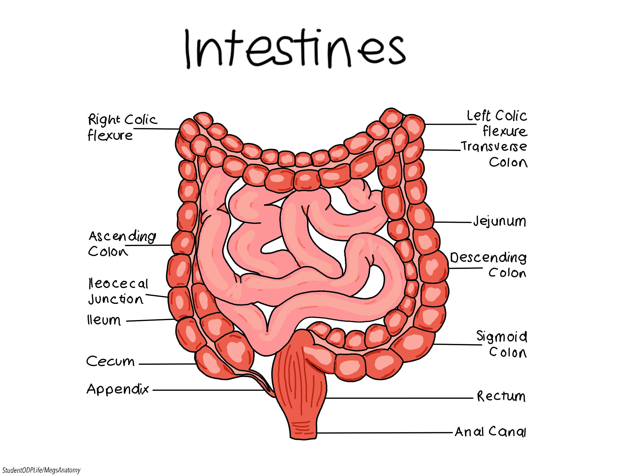Detailed Intestines Diagram LABELLED - Etsy