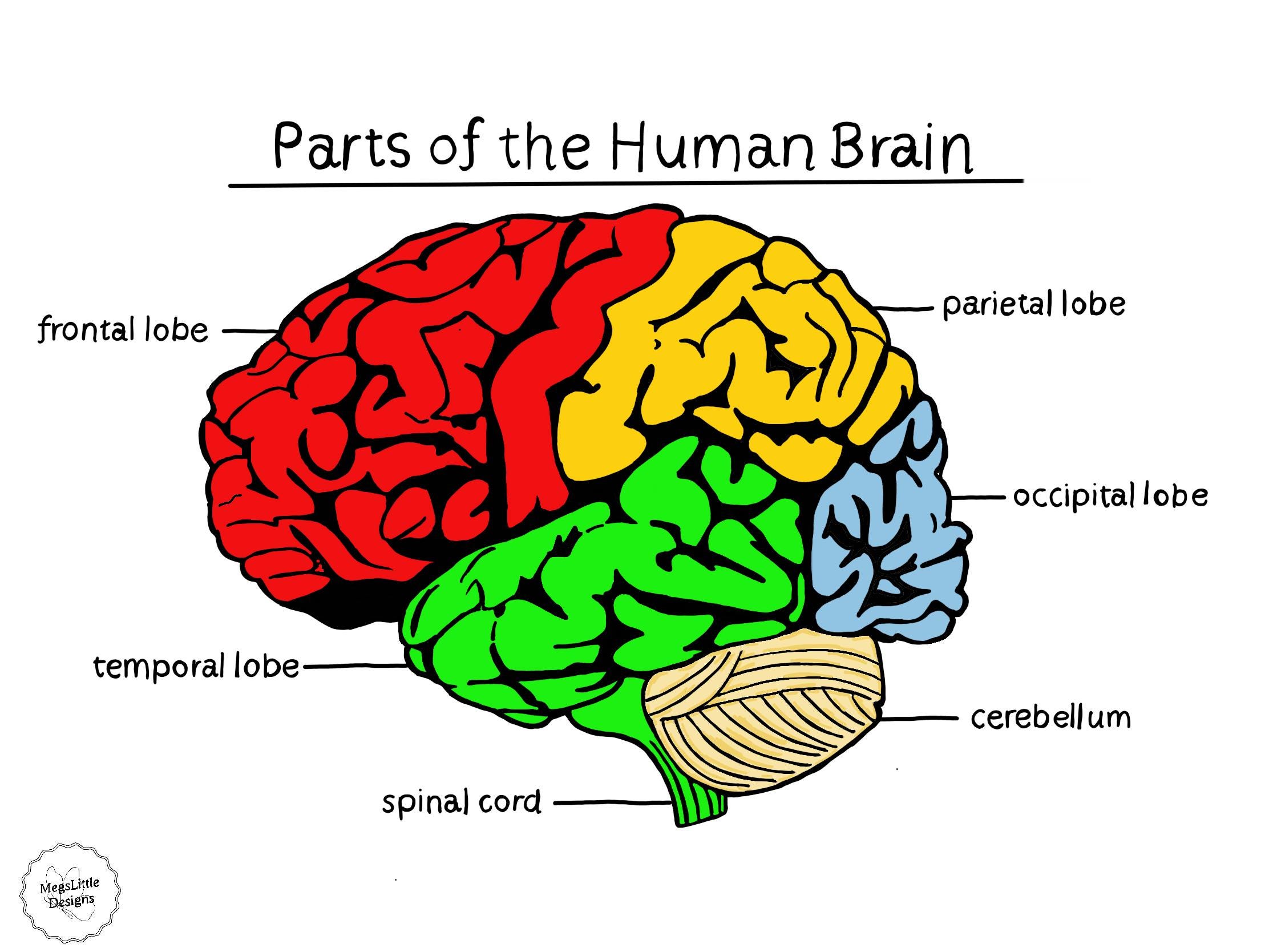 Brain Bundle LABELLED - Etsy