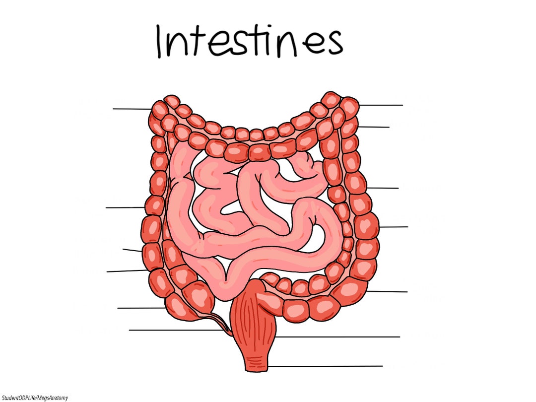 Detailed Diagram of Intestines NOT LABELLED - Etsy
