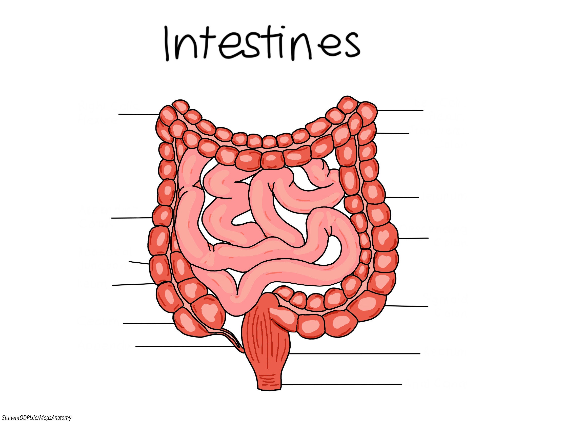 Detailed Diagram of Intestines NOT LABELLED - Etsy