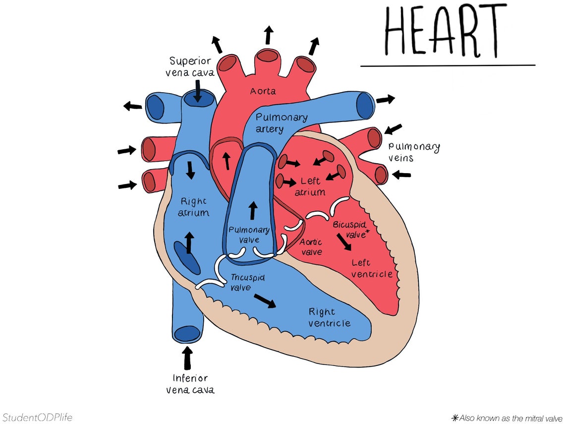 Heart Anatomy Diagram LABELLED - Etsy