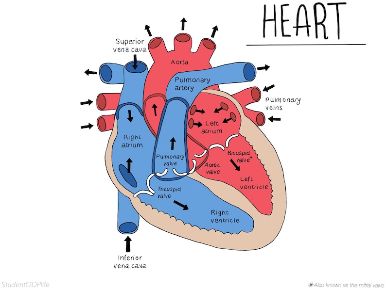 Heart Anatomy Diagram LABELLED - Etsy
