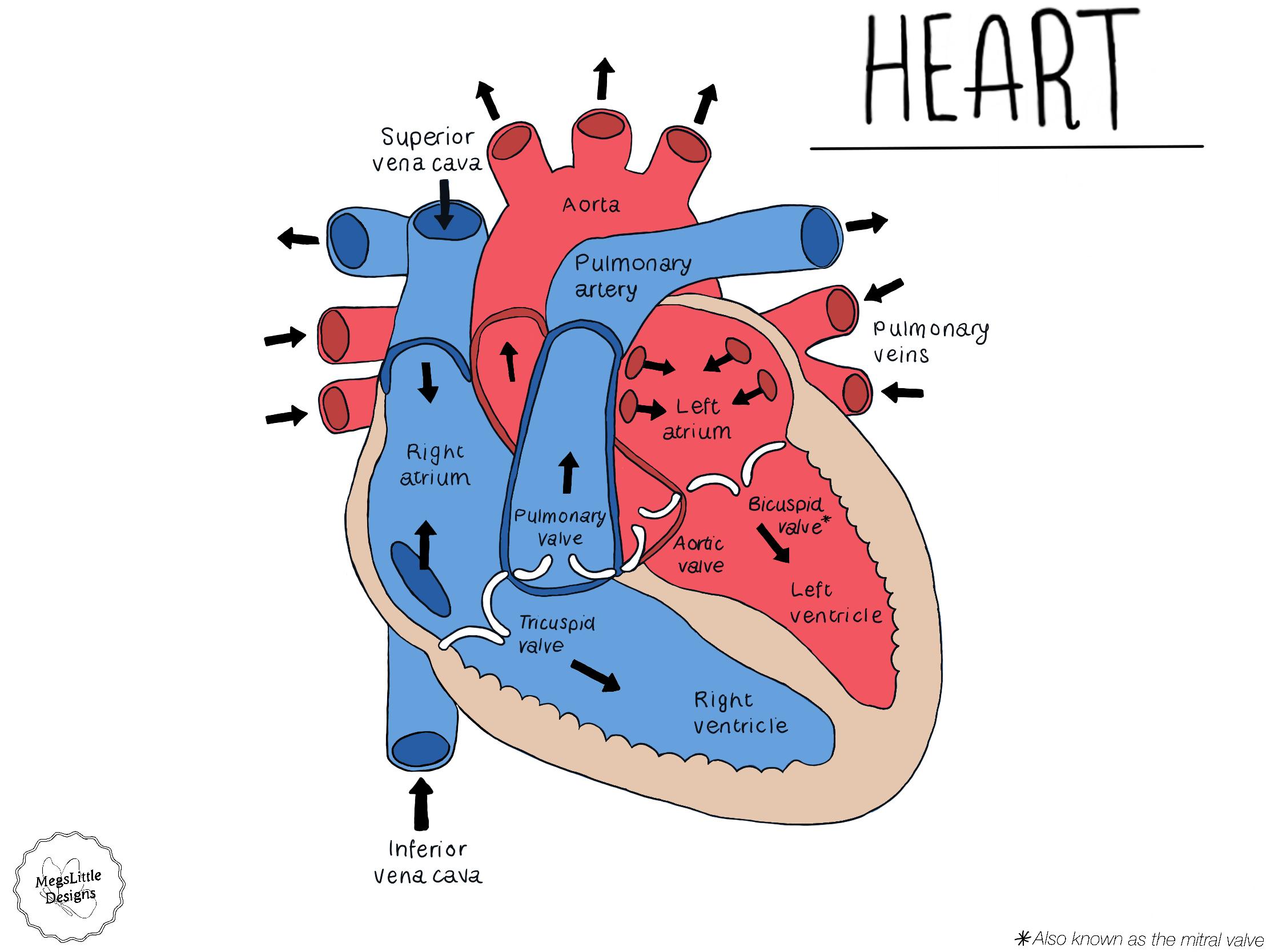 Arbeitsblatt Zum Anatomiediagramm Des Herzens Arbeitsblatt Zum Aufbau