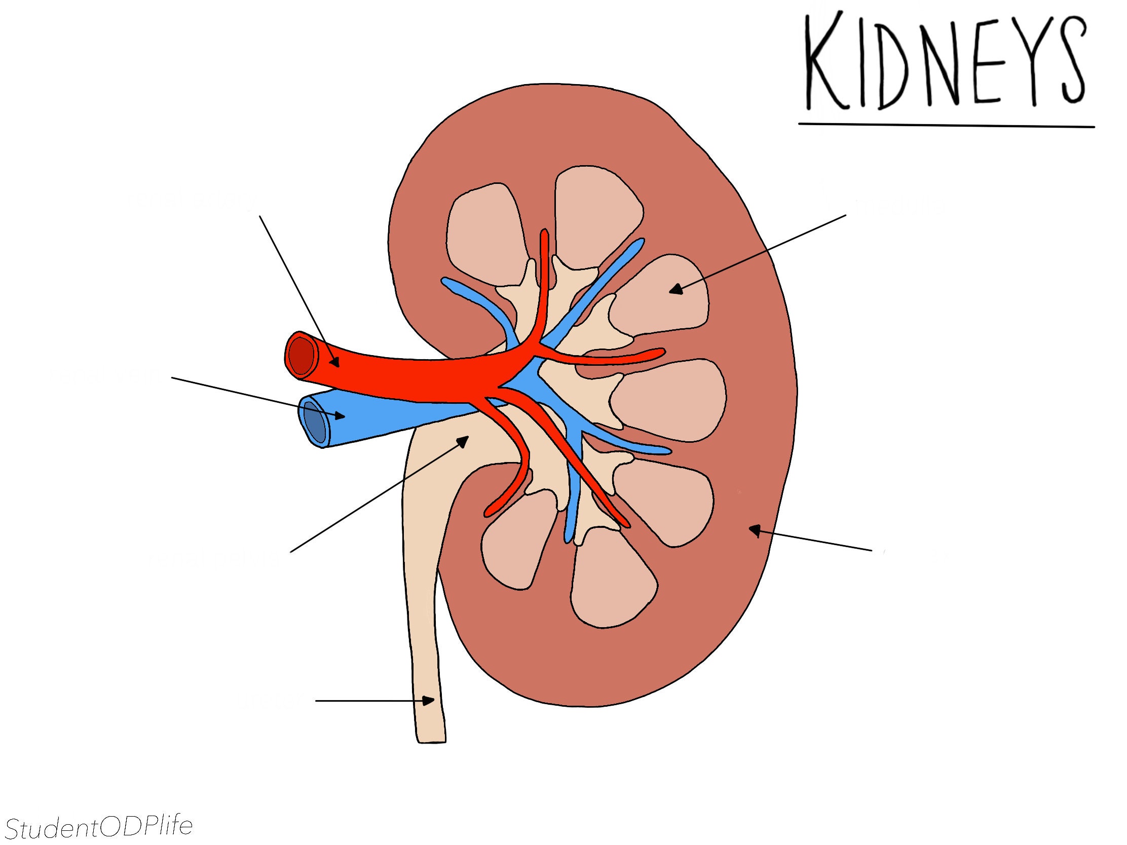 Urinary System, Nephron and Kidney Bundle UNLABELLED - Etsy