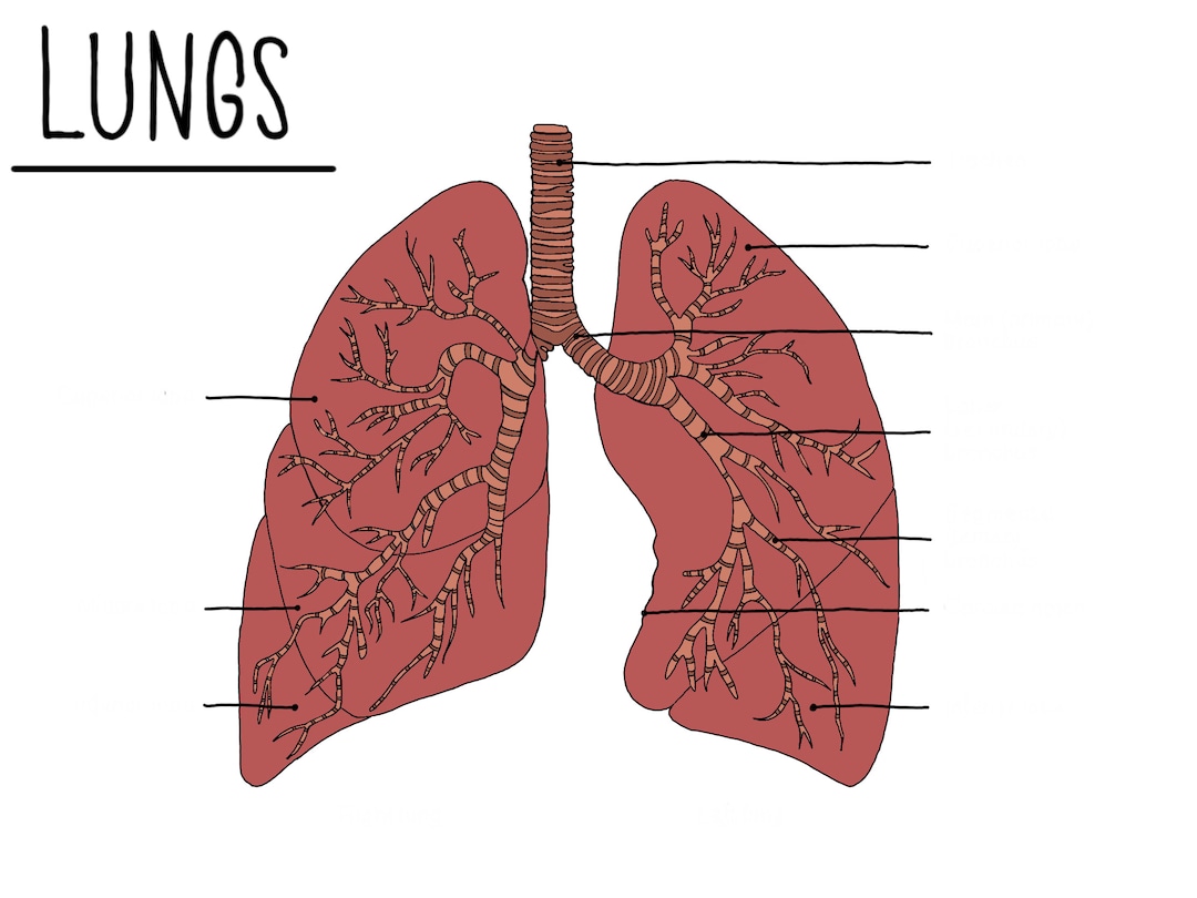 Lung Anatomy UNLABELLED - Etsy