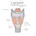 Larynx Anatomy LABELLED - Etsy