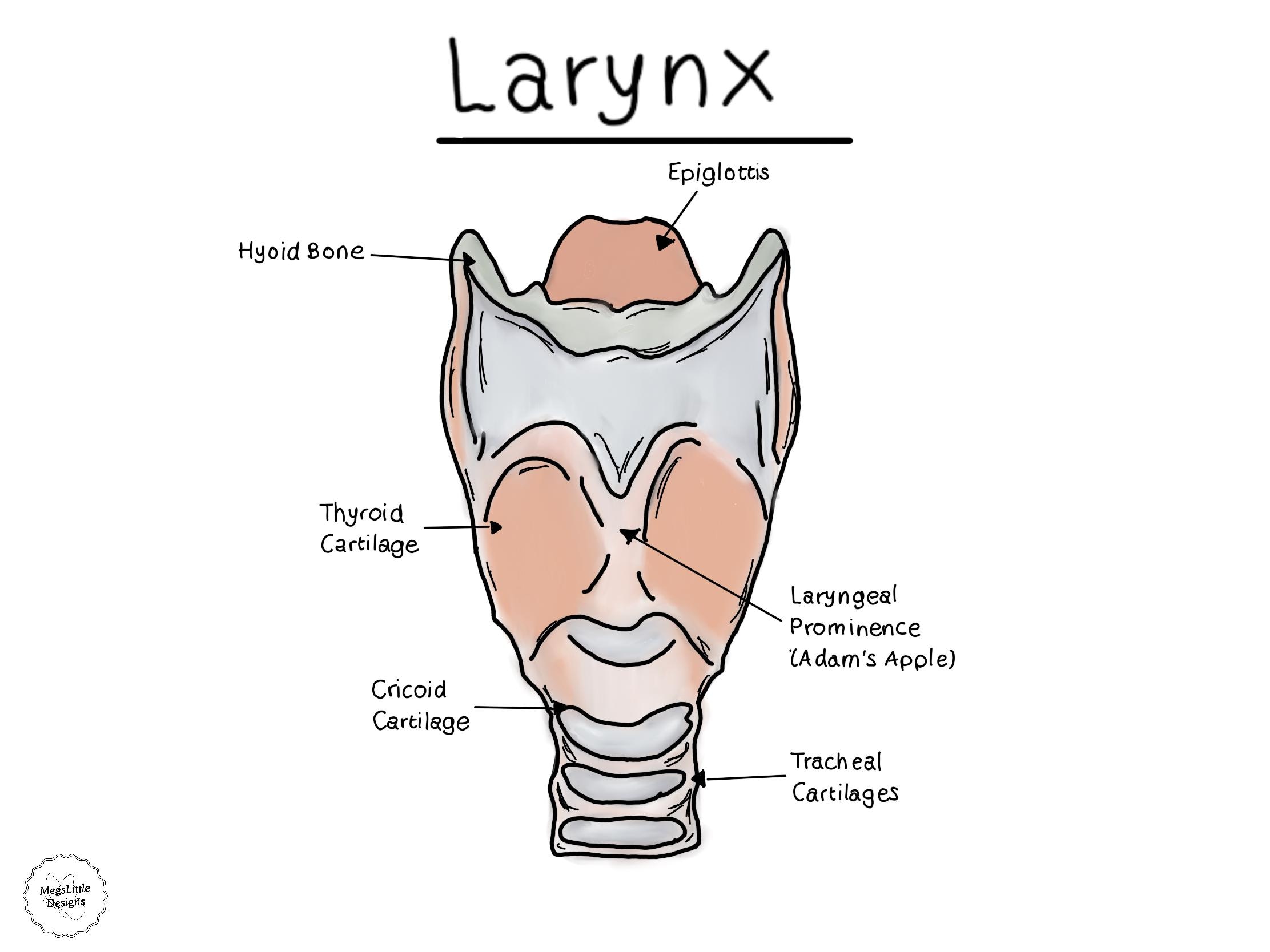Larynx Anatomy LABELLED - Etsy