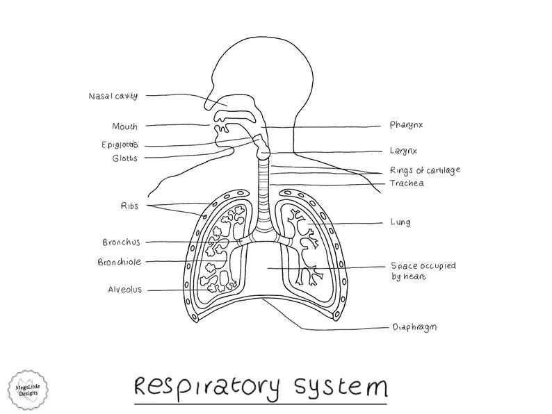 The Respiratory System Diagram LABELLED - Etsy