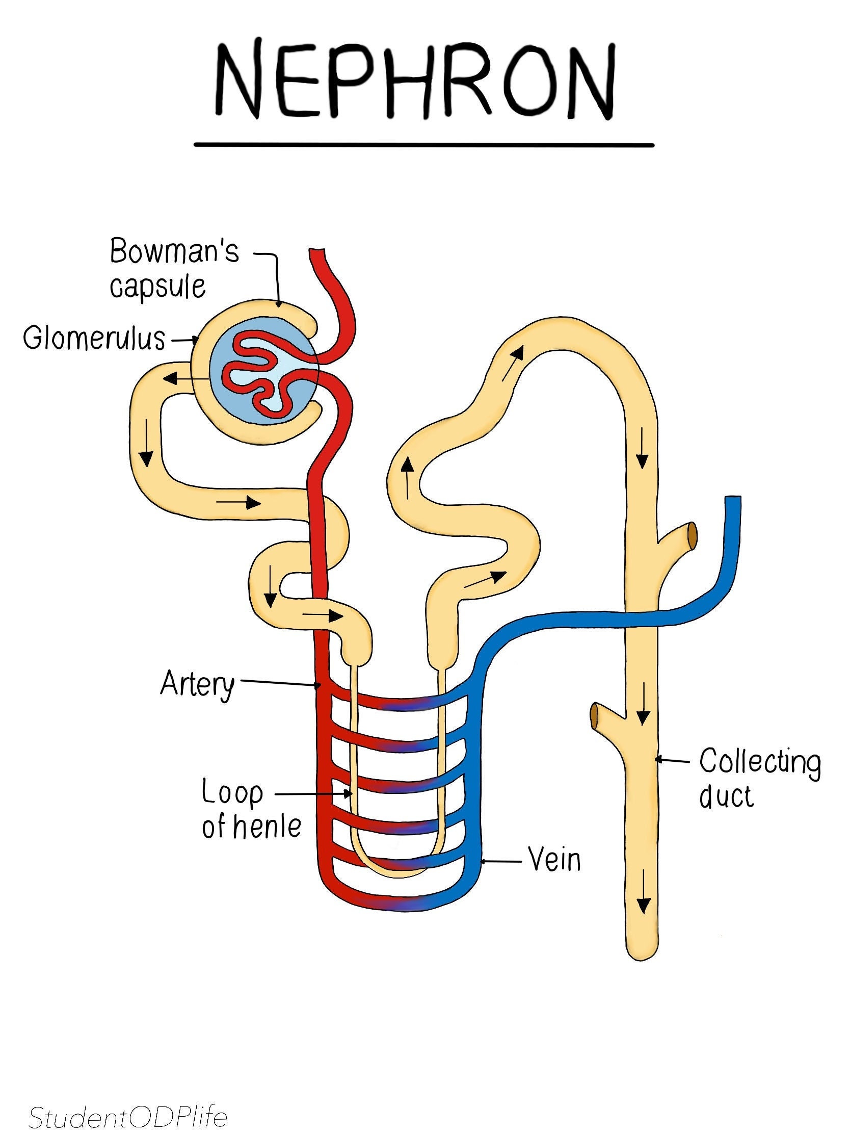 Nephron Anatomy LABELLED - Etsy