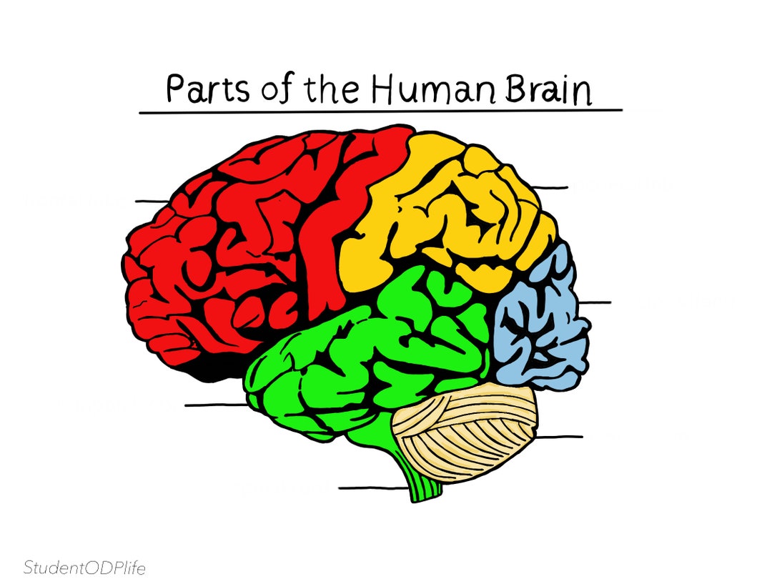 Parts of the Human Brain UNLABELLED - Etsy