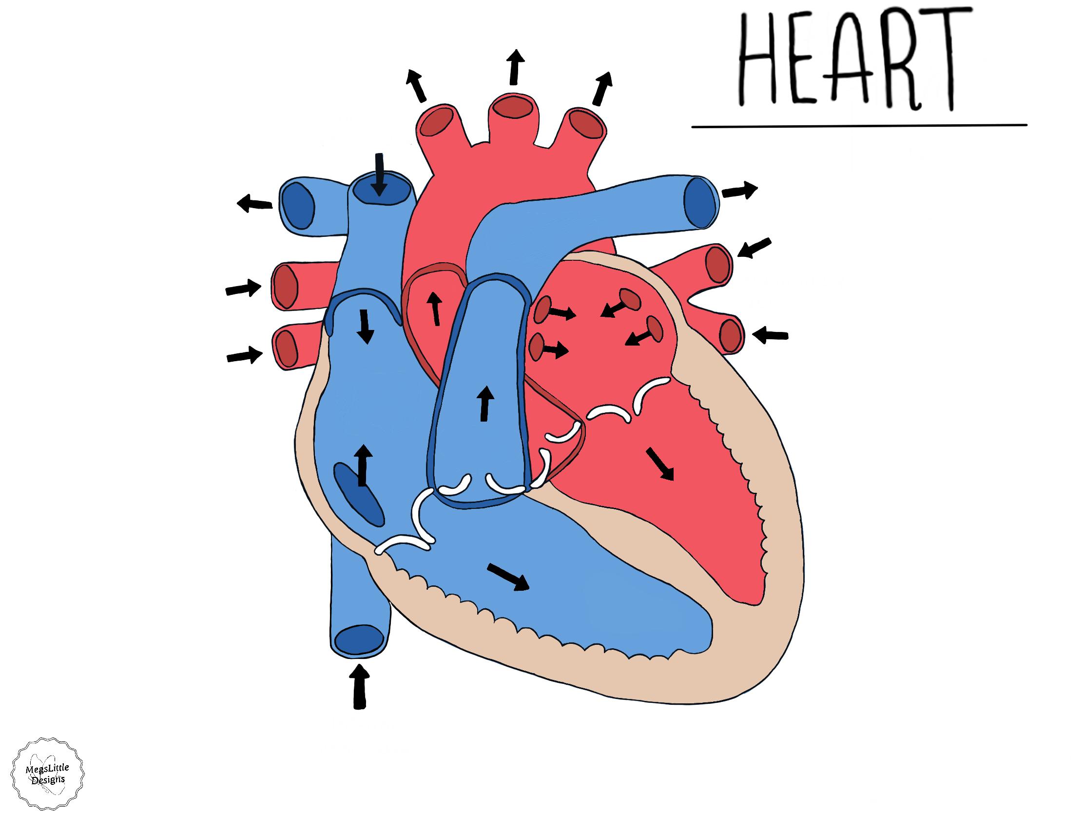 Blank Heart Diagram