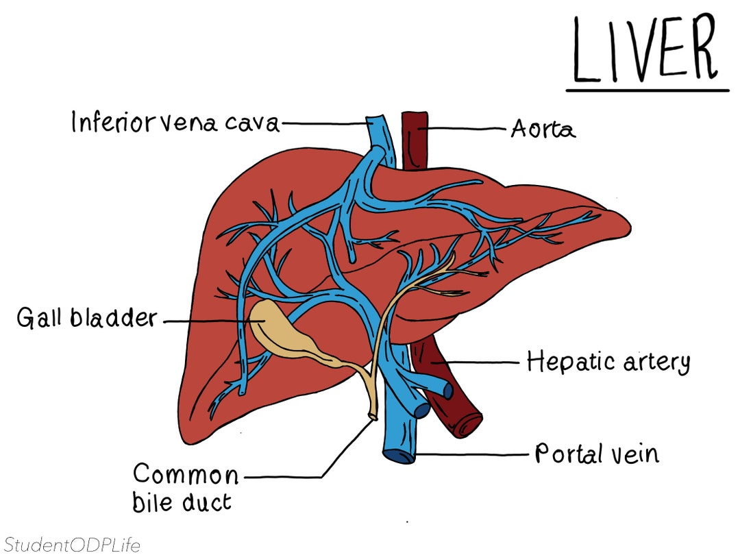 Liver LABELLED - Etsy