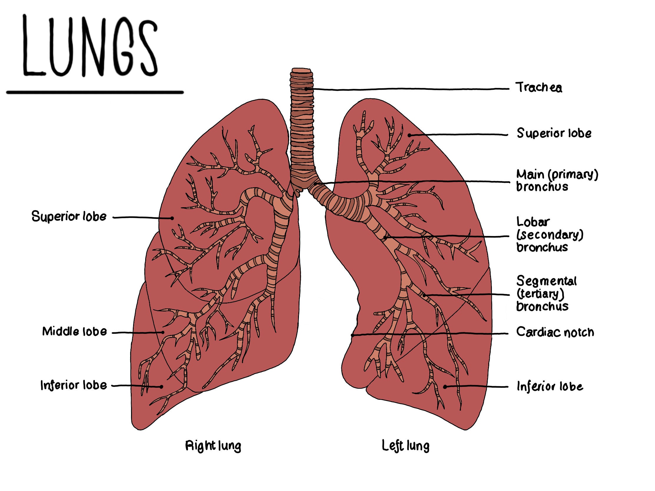 LABELLED Respiratory System/lungs and Larynx Diagram Bundle - Etsy