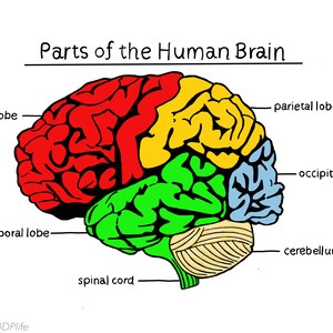 Brain Bundle LABELLED - Etsy