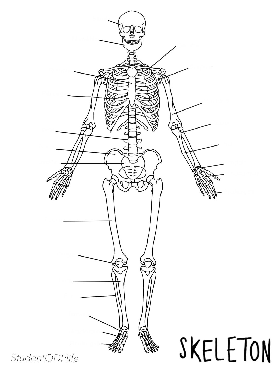 Skeleton UNLABELLED - Etsy